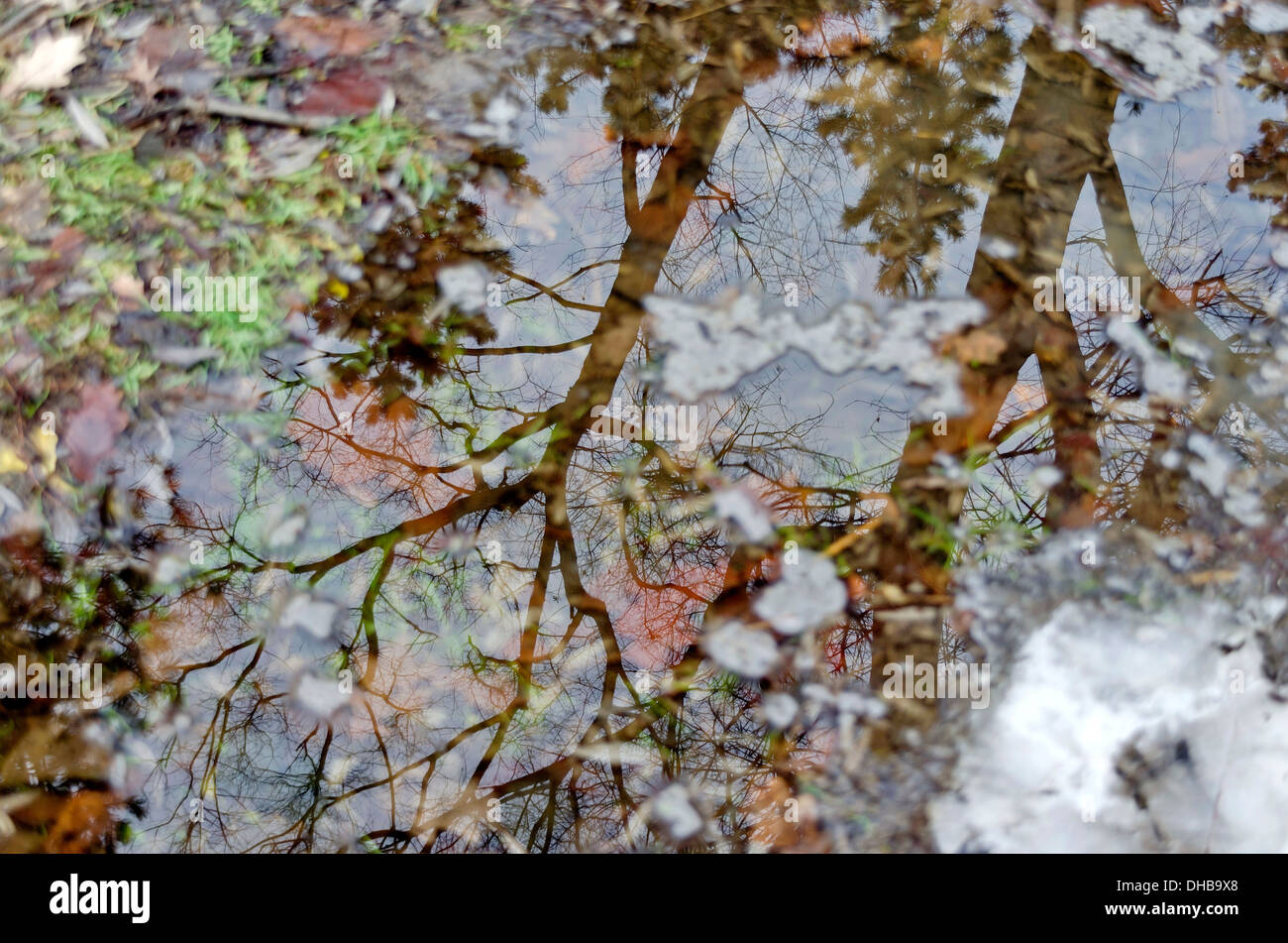 Reflection in focus at garden puddle Stock Photo - Alamy