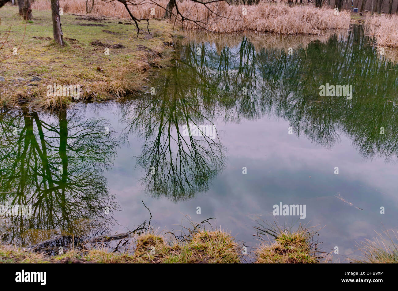 Reflection in small pond at garden - almost without wind Stock Photo ...