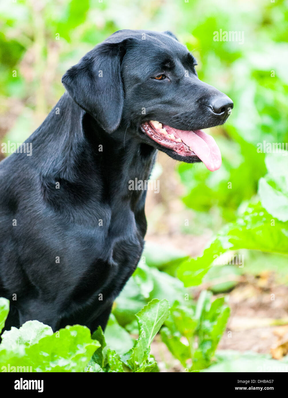 Black labrador, gun dog, sat in sugerbeet field during a training day ...