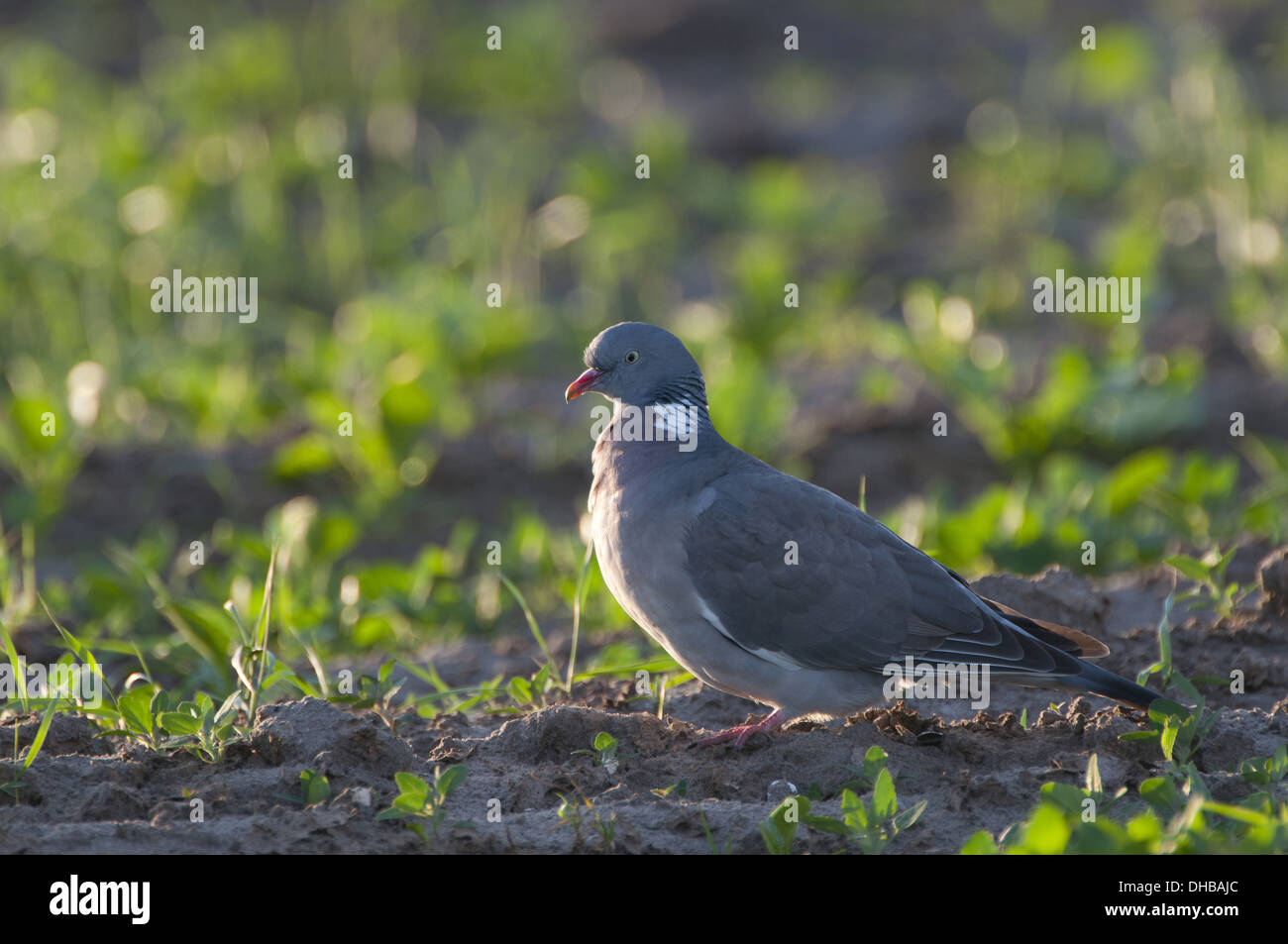 Pigeon foraging hi-res stock photography and images - Alamy