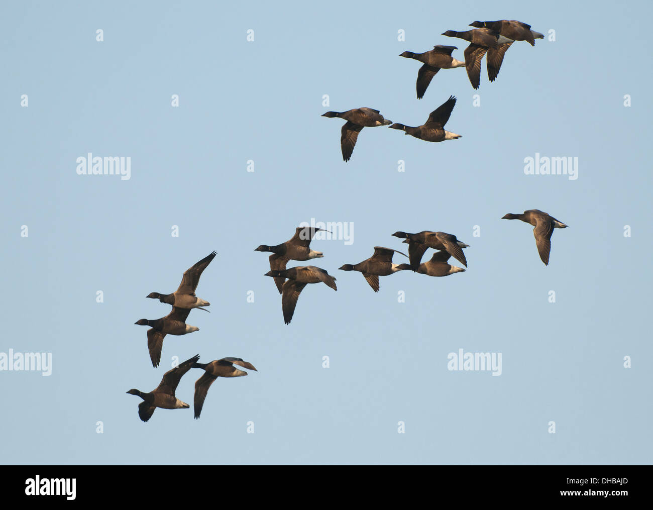 Brant geese hi-res stock photography and images - Alamy