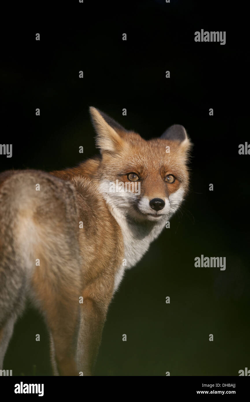 Red fox at night, Vulpes vulpes, Germany, Europe Stock Photo - Alamy