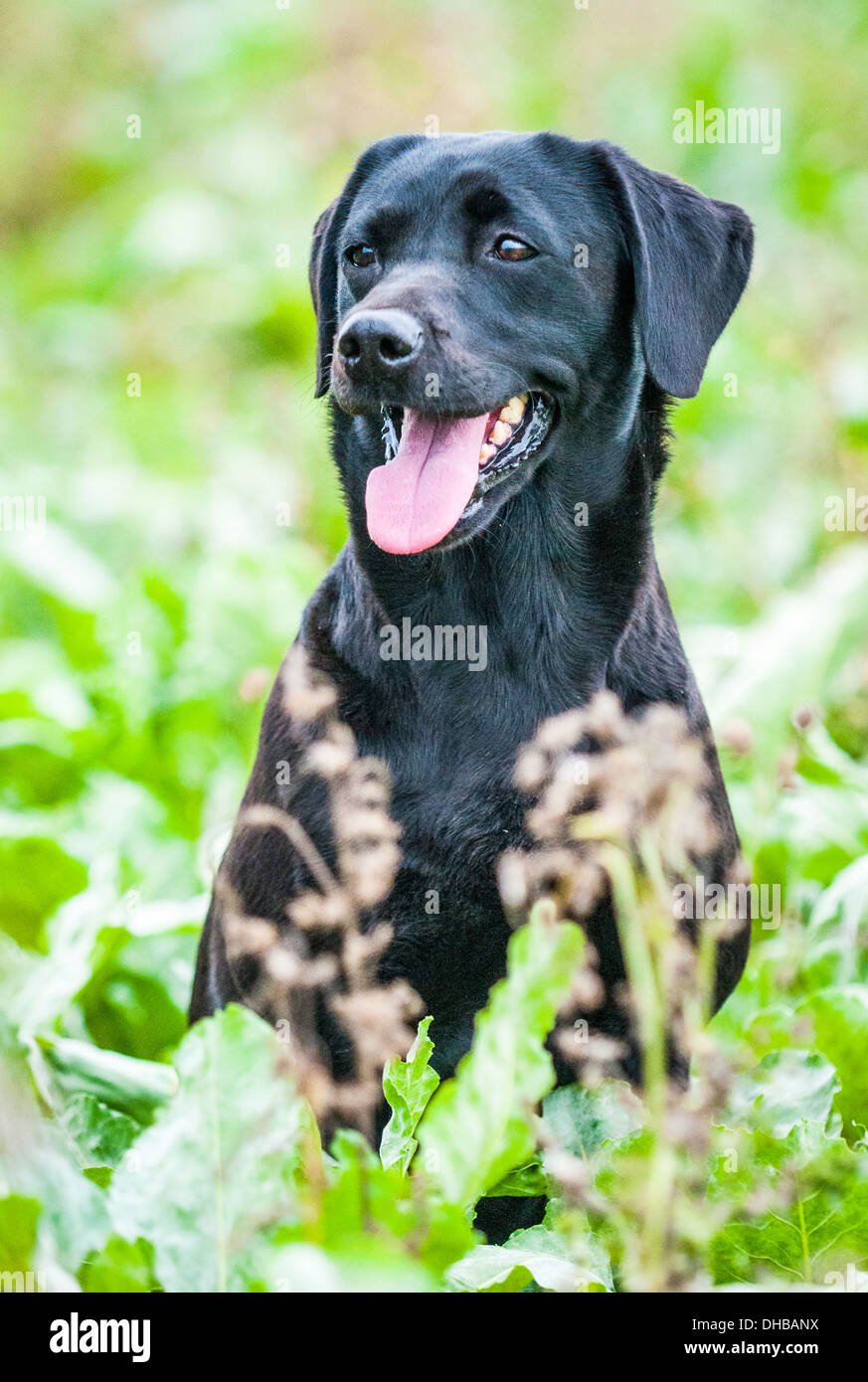 Black labrador, gun dog, sat in sugerbeet field during a training day ...