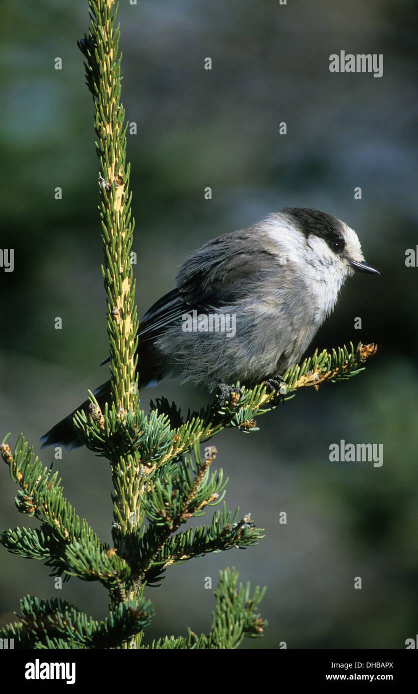 GRAY JAY (Perisoreus canadensis) adult Churchill Manitoba Canada Stock ...