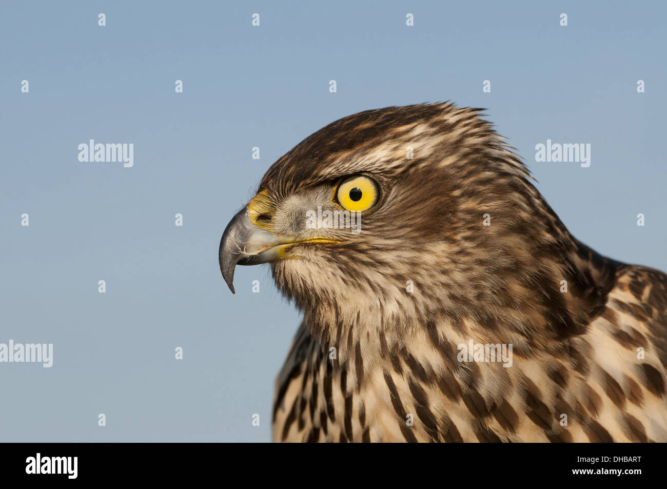 Northern goshawks hi-res stock photography and images - Alamy
