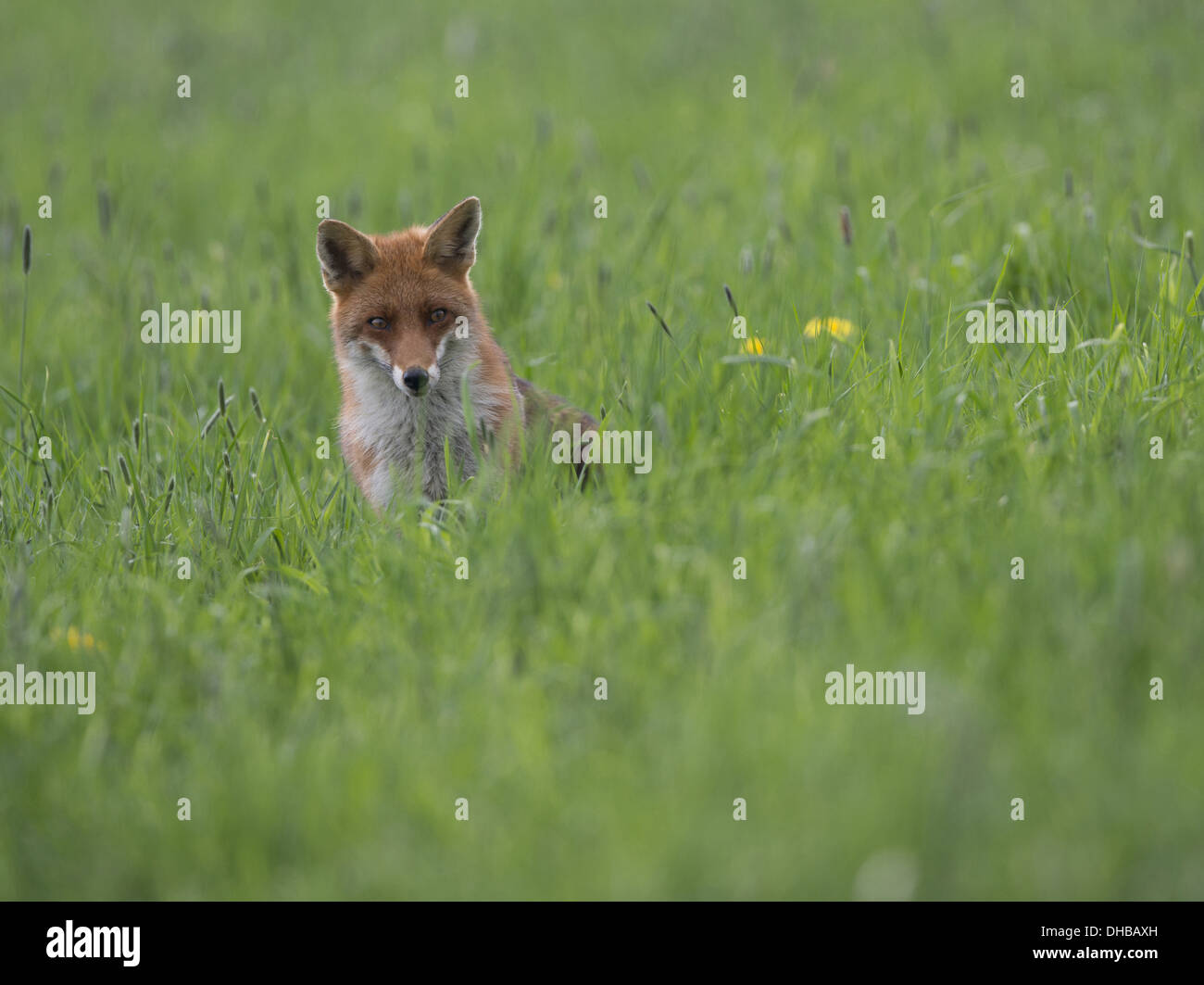 Red Fox foraging, Vulpes vulpes, Germany, Europe Stock Photo - Alamy