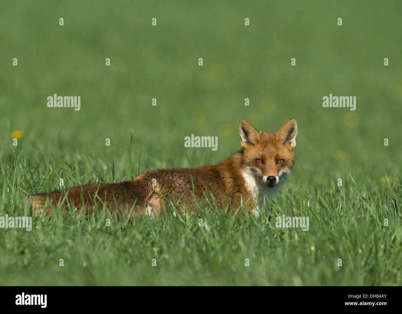 Red Fox foraging, Vulpes vulpes, Germany, Europe Stock Photo - Alamy