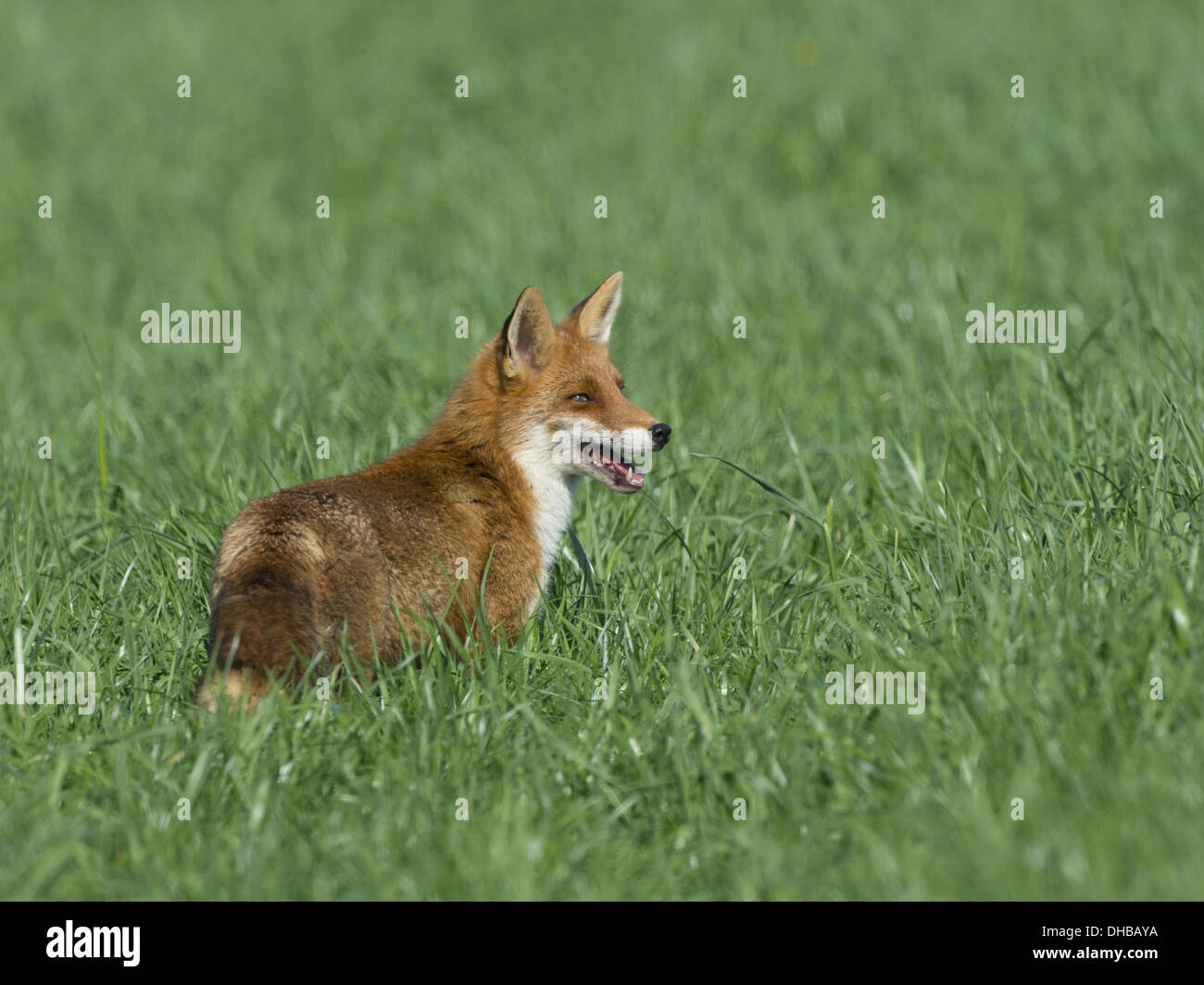 Red Fox foraging, Vulpes vulpes, Germany, Europe Stock Photo - Alamy