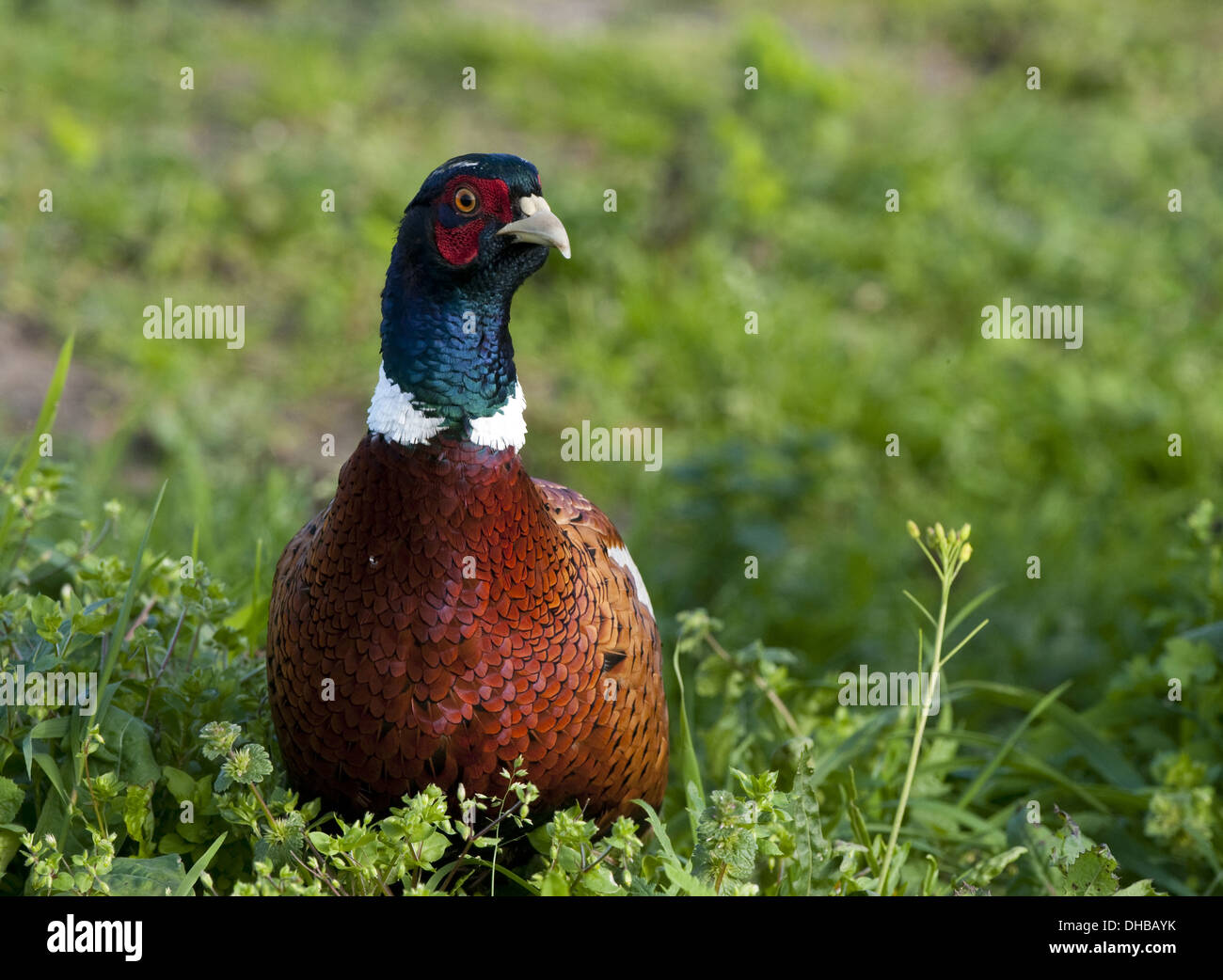 Common Pheasant, Phasianus colchicus, Germany, Europe Stock Photo - Alamy
