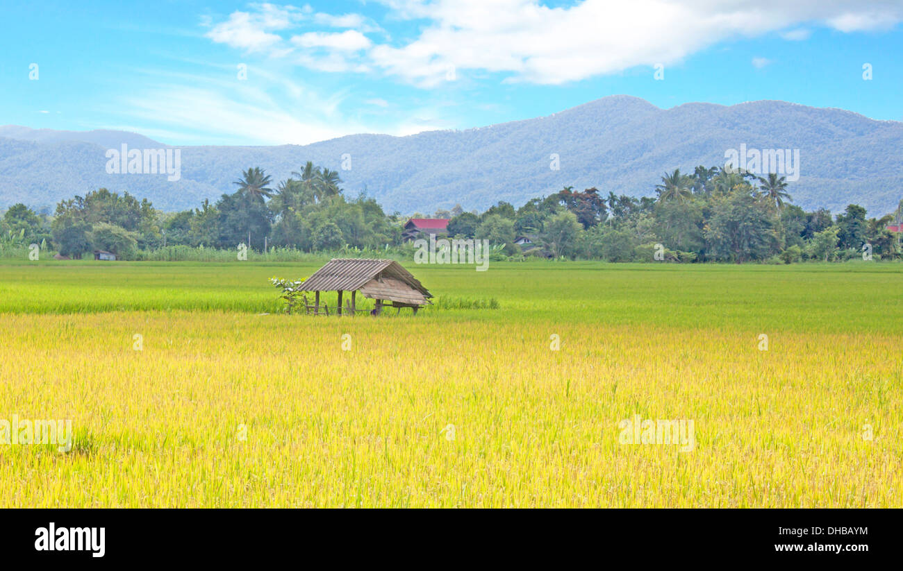 Paddy field of yellow rice harvest season Stock Photo - Alamy