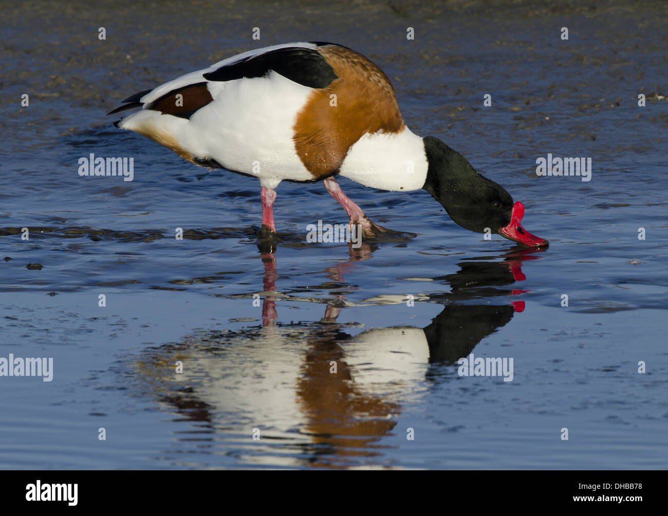 Shelduck germany hi-res stock photography and images - Alamy