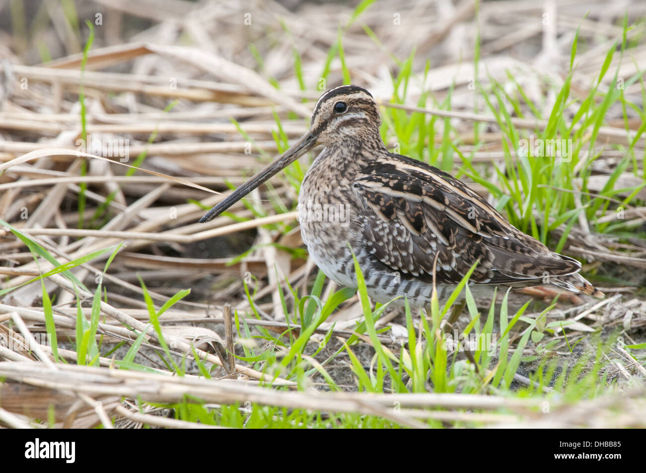Common snipe, Gallinago gallinago, Germany, Europe Stock Photo - Alamy