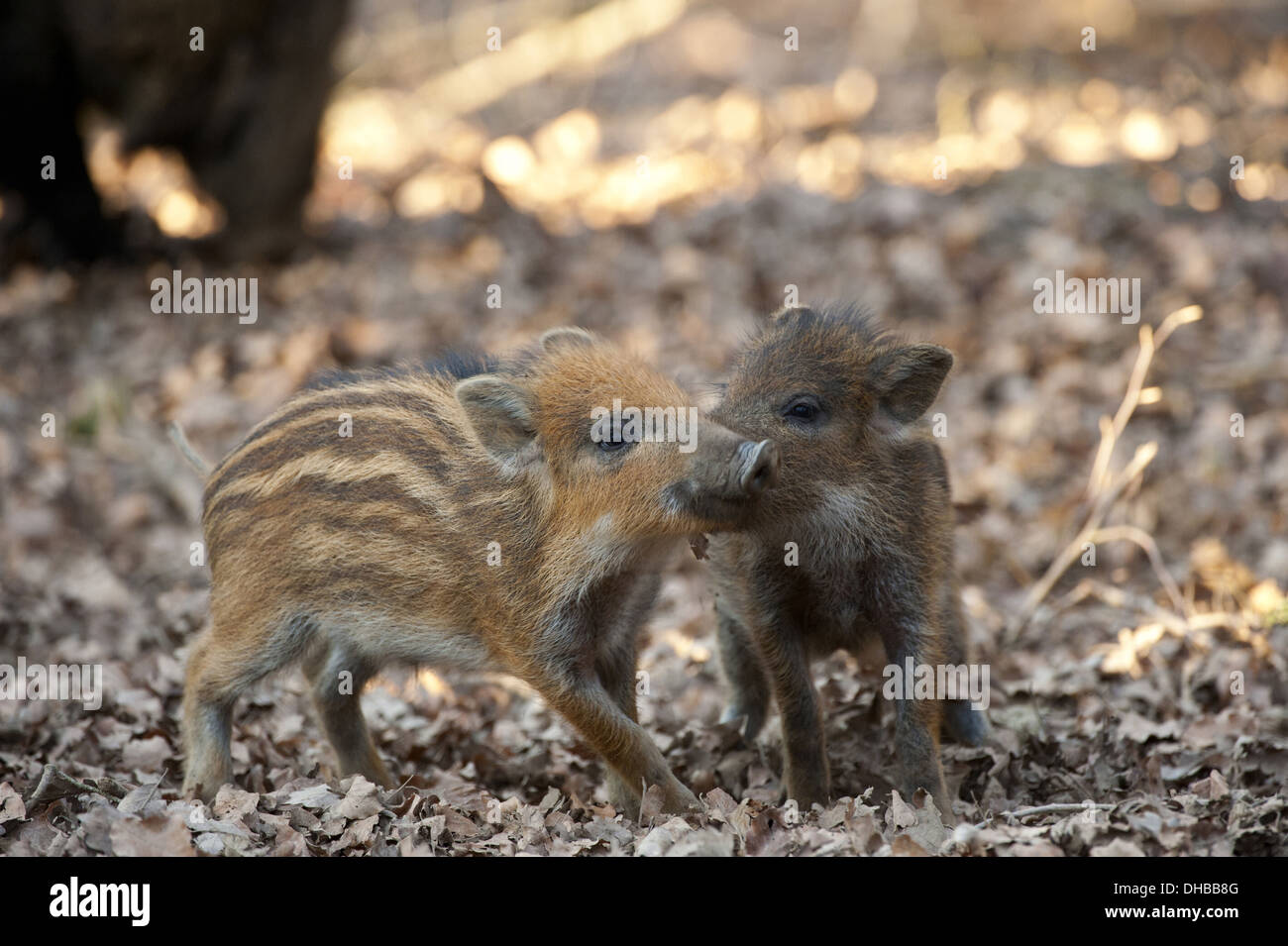 Wild boar in a beech tree forest, Sus scrofa, Germany, Europe Stock ...