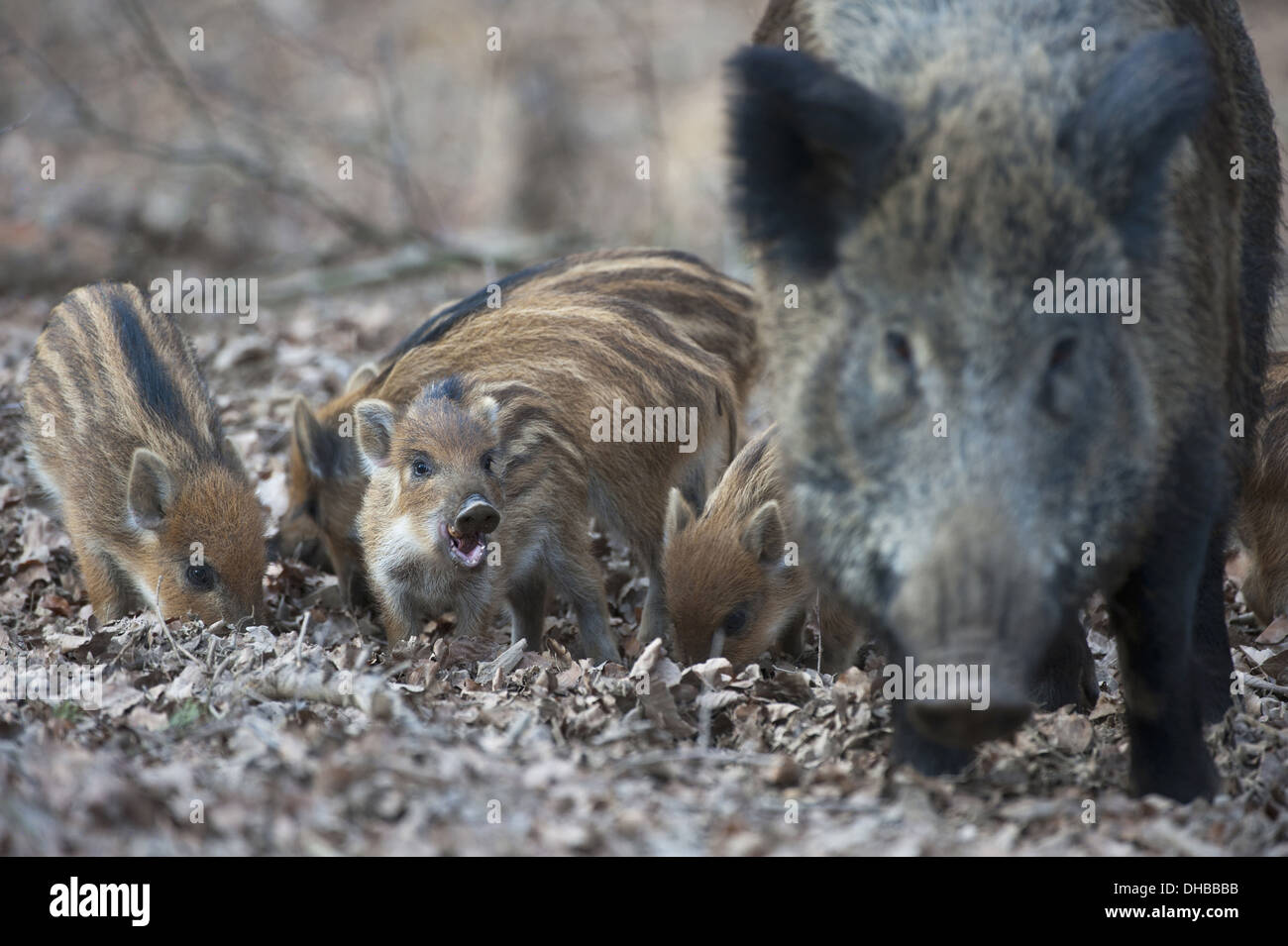 Wild boar in a beech tree forest, Sus scrofa, Germany, Europe Stock ...