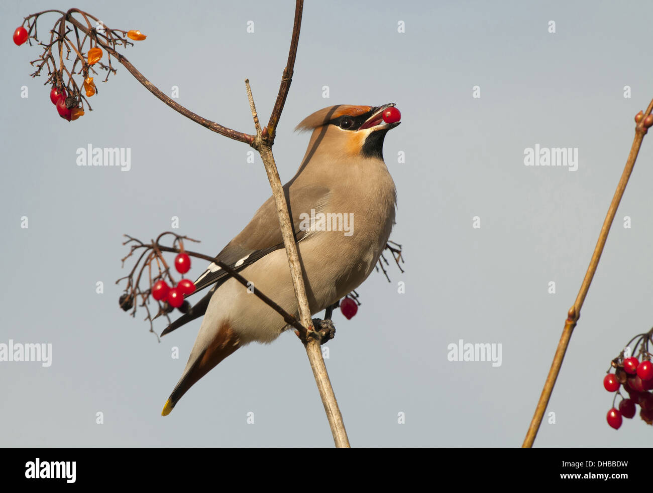 Bohemian waxwing with red berry, Bombycilla garrulus, Germany, Europe ...