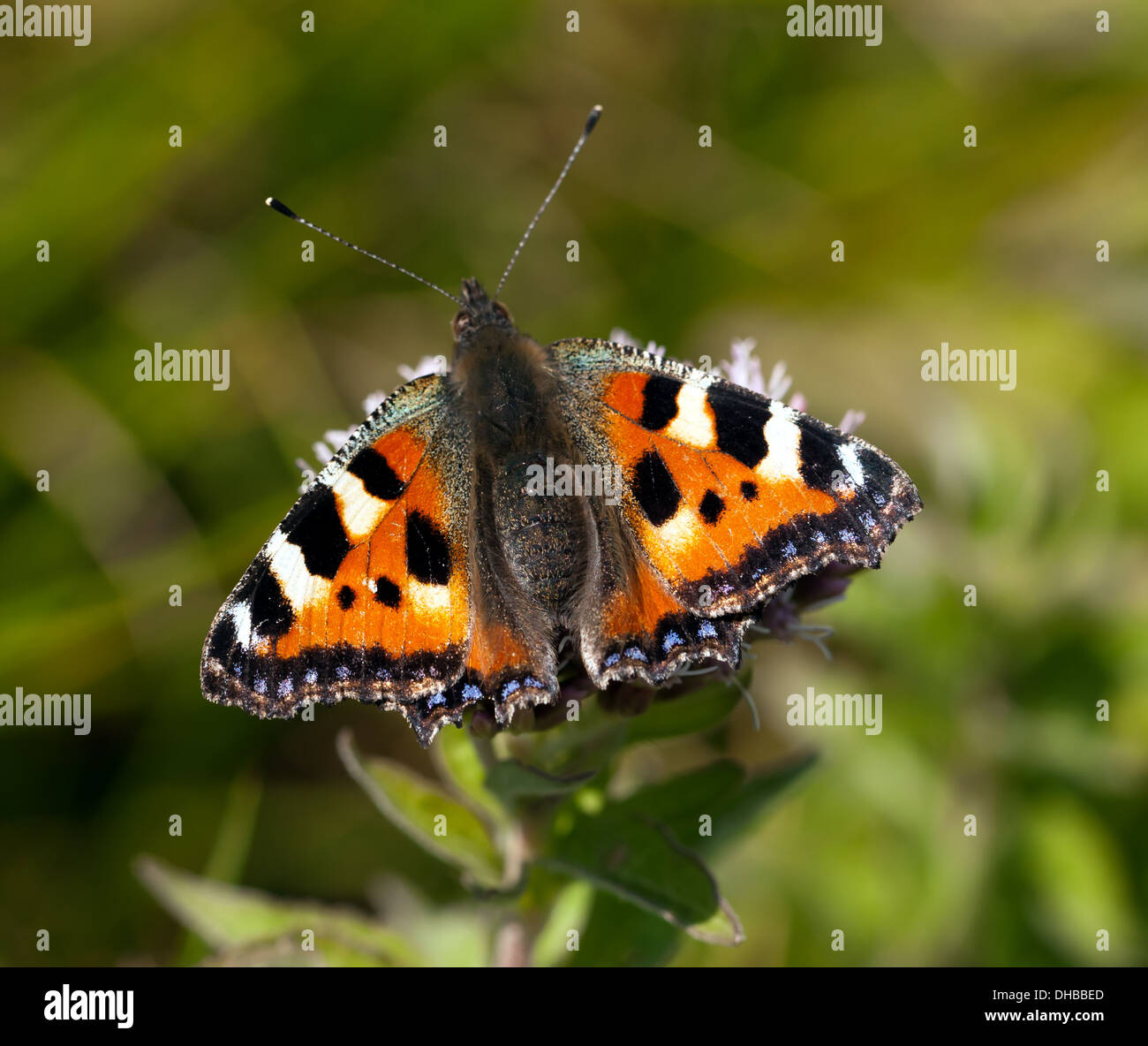 Tortoiseshell butterfly hi-res stock photography and images - Alamy