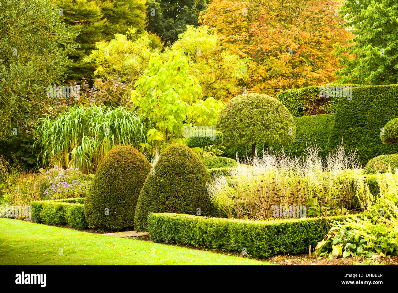 Autumn Border Plants Uk