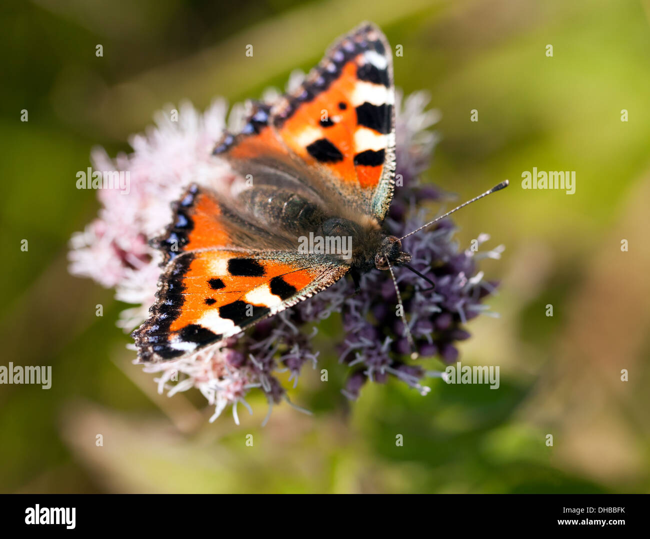 Tortoiseshell butterfly hi-res stock photography and images - Alamy