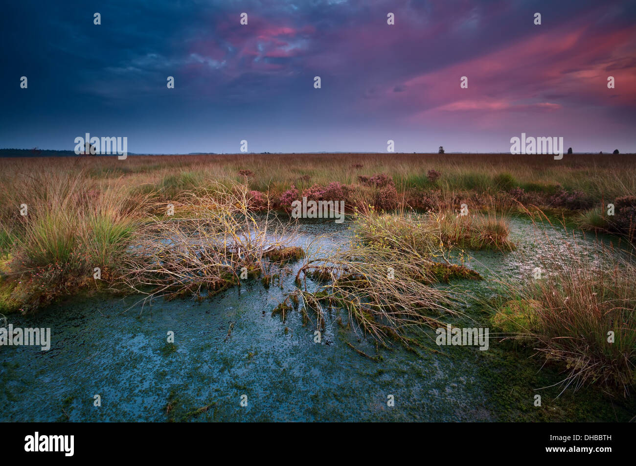 dramatic sunset over wild bog with dead trees, Fochteloerveen, Drenthe ...