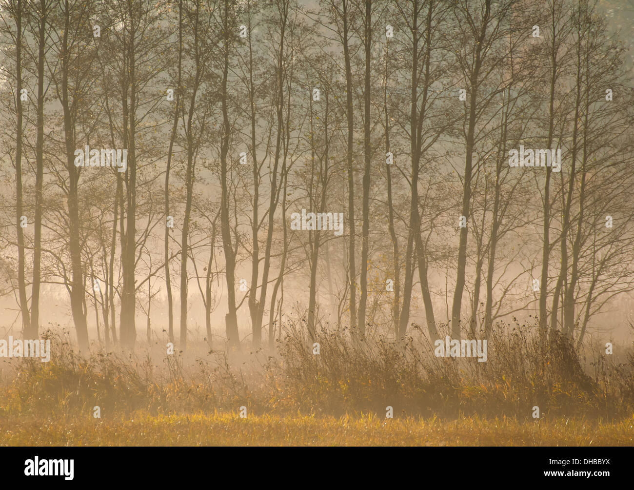 Blue discoloration hi-res stock photography and images - Alamy