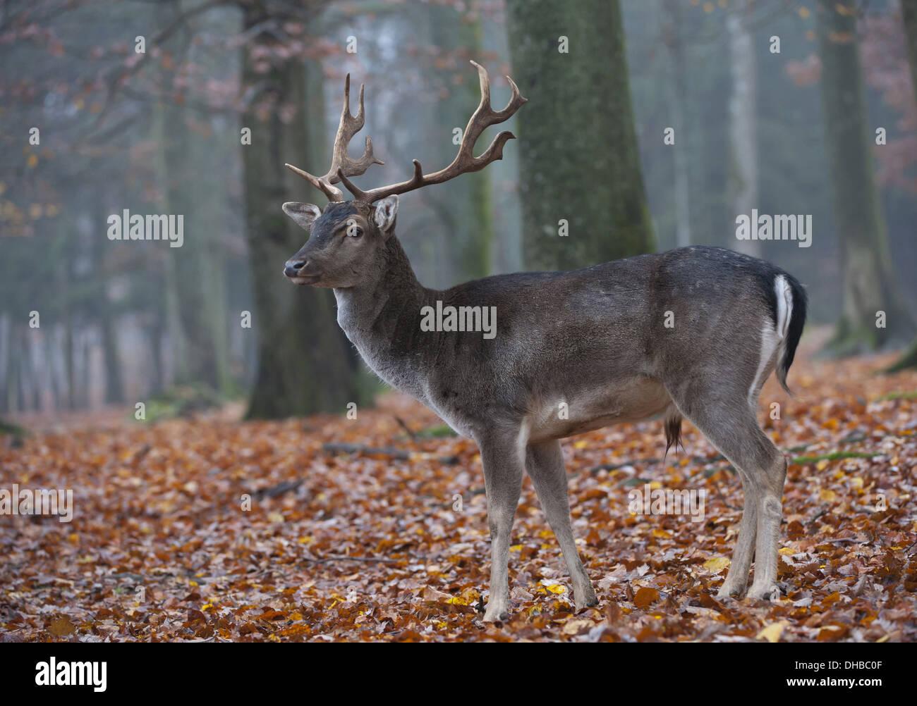 Male Fallow deer in a beech tree forest, Dama dama, Germany, Europe ...