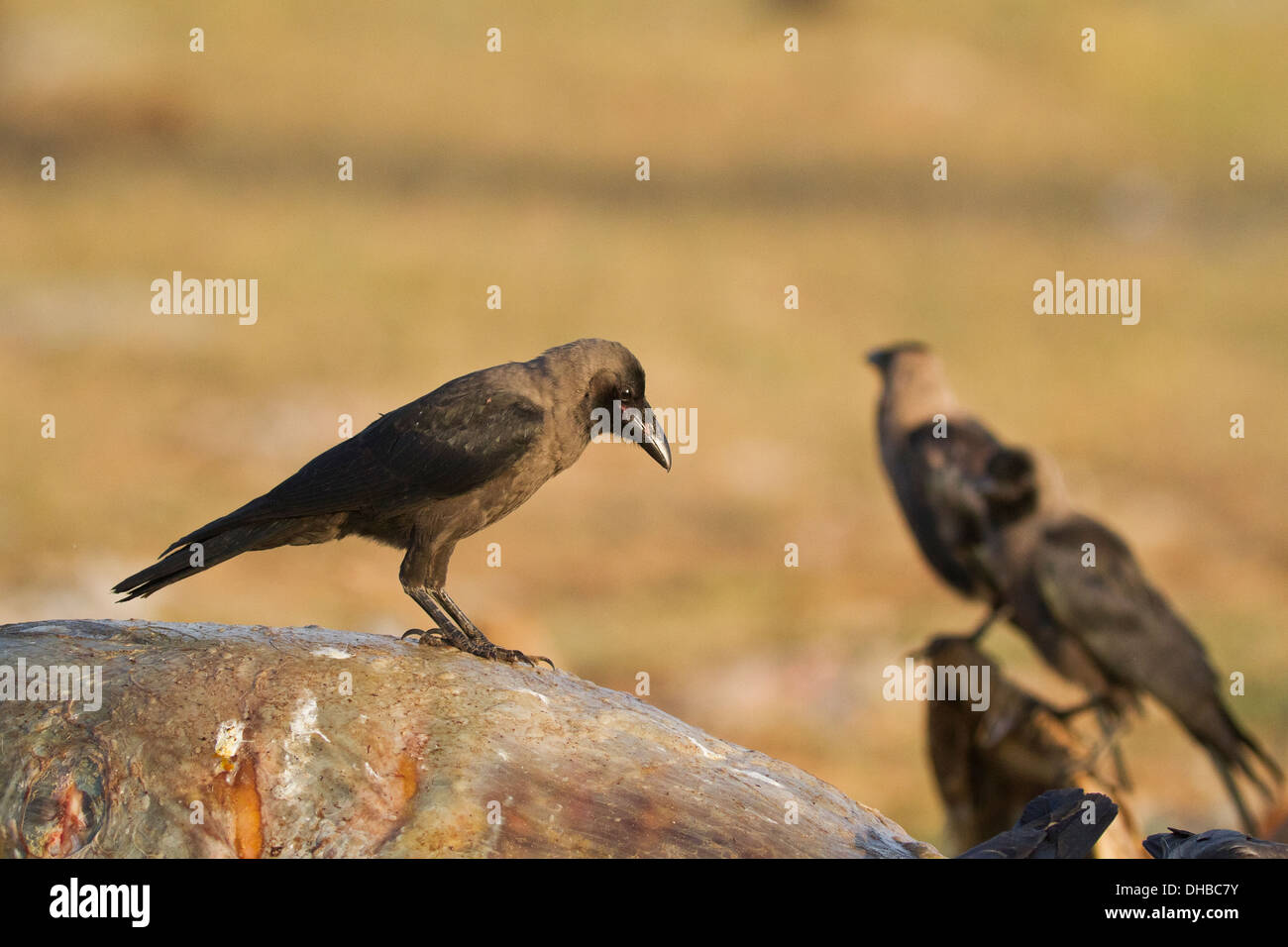 House crow (corvus splendens Stock Photo - Alamy
