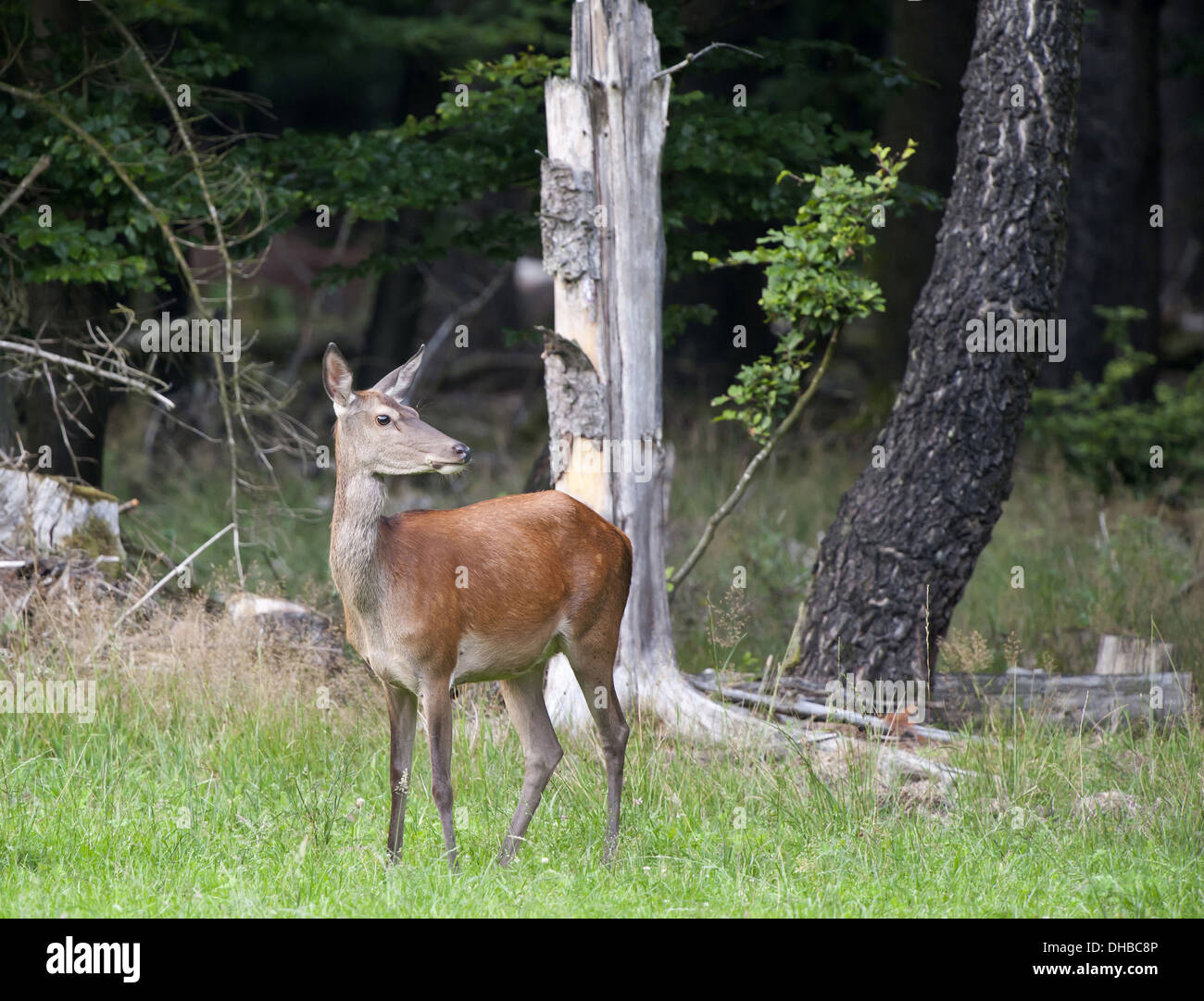 Female red deer hi-res stock photography and images - Alamy
