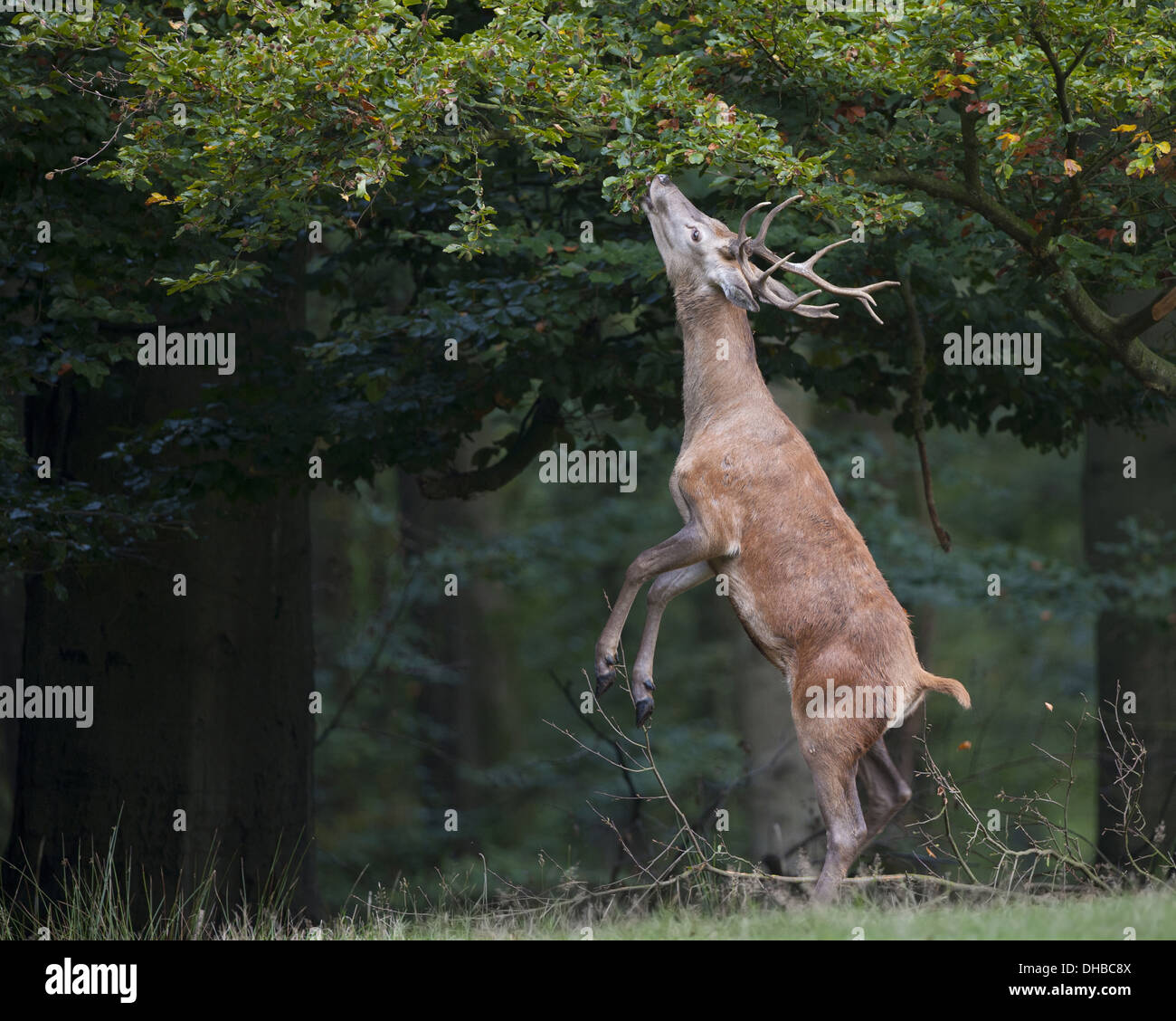 Red deer feeding at a tree, Cervus elaphus, Germany, Europe Stock Photo ...