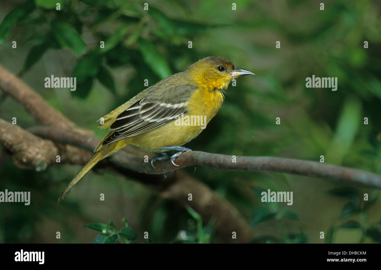 ORCHARD ORIOLE (Icterus spurius) adult female Louis Smith Woods ...