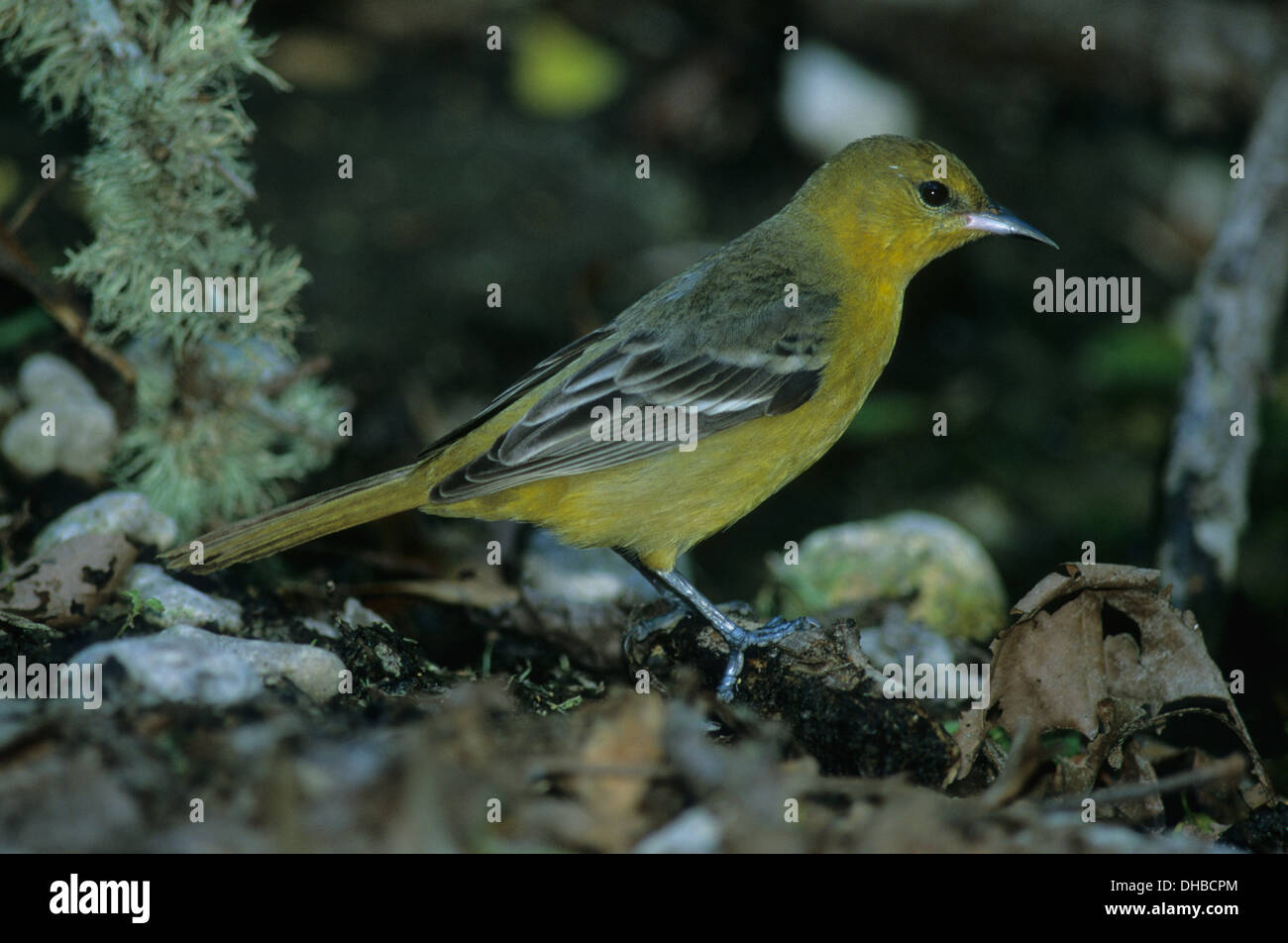 ORCHARD ORIOLE (Icterus spurius) adult female Louis Smith Woods ...