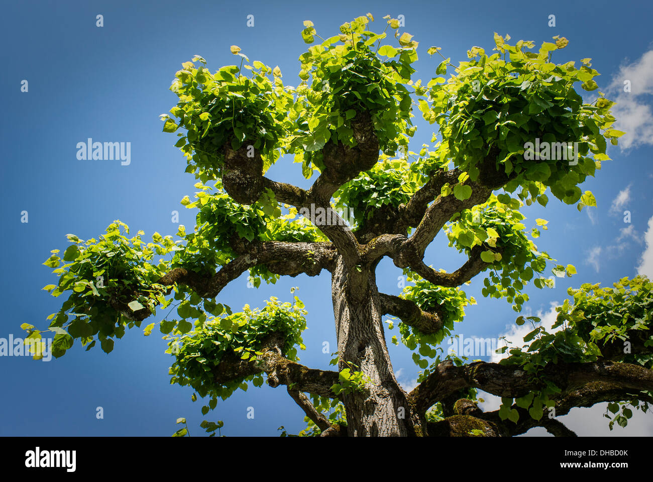 Pollarded lime tree with new early summer foliage Stock Photo - Alamy