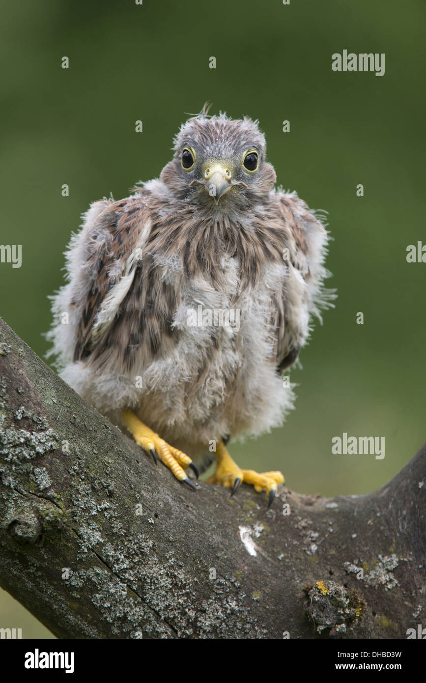 Young common kestrels in a tree hi-res stock photography and images - Alamy