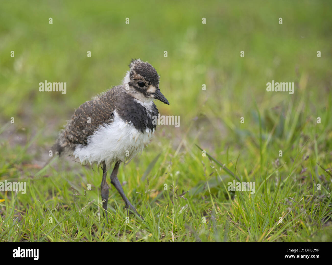 Black tailed godwits chicks hi-res stock photography and images - Alamy