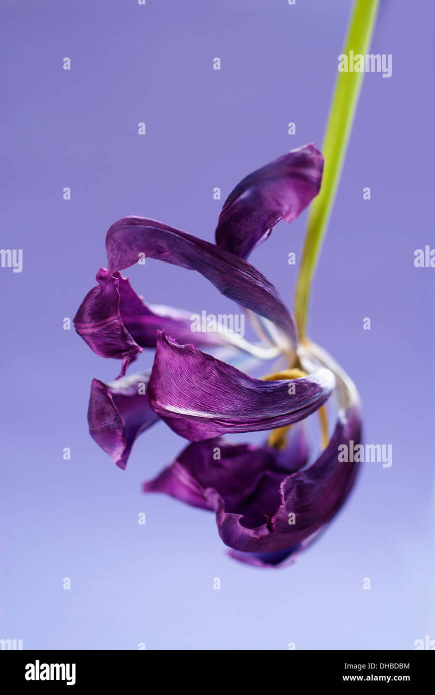 Tulip, Tulipa, Close up of a dried dead flower Stock Photo - Alamy