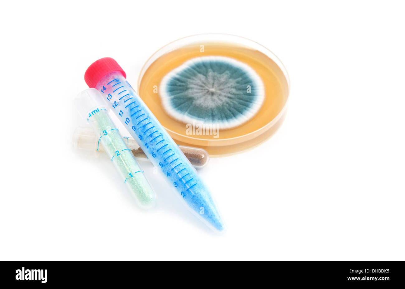 Fungi microorganisms microbiology bacteria hi-res stock photography and ...