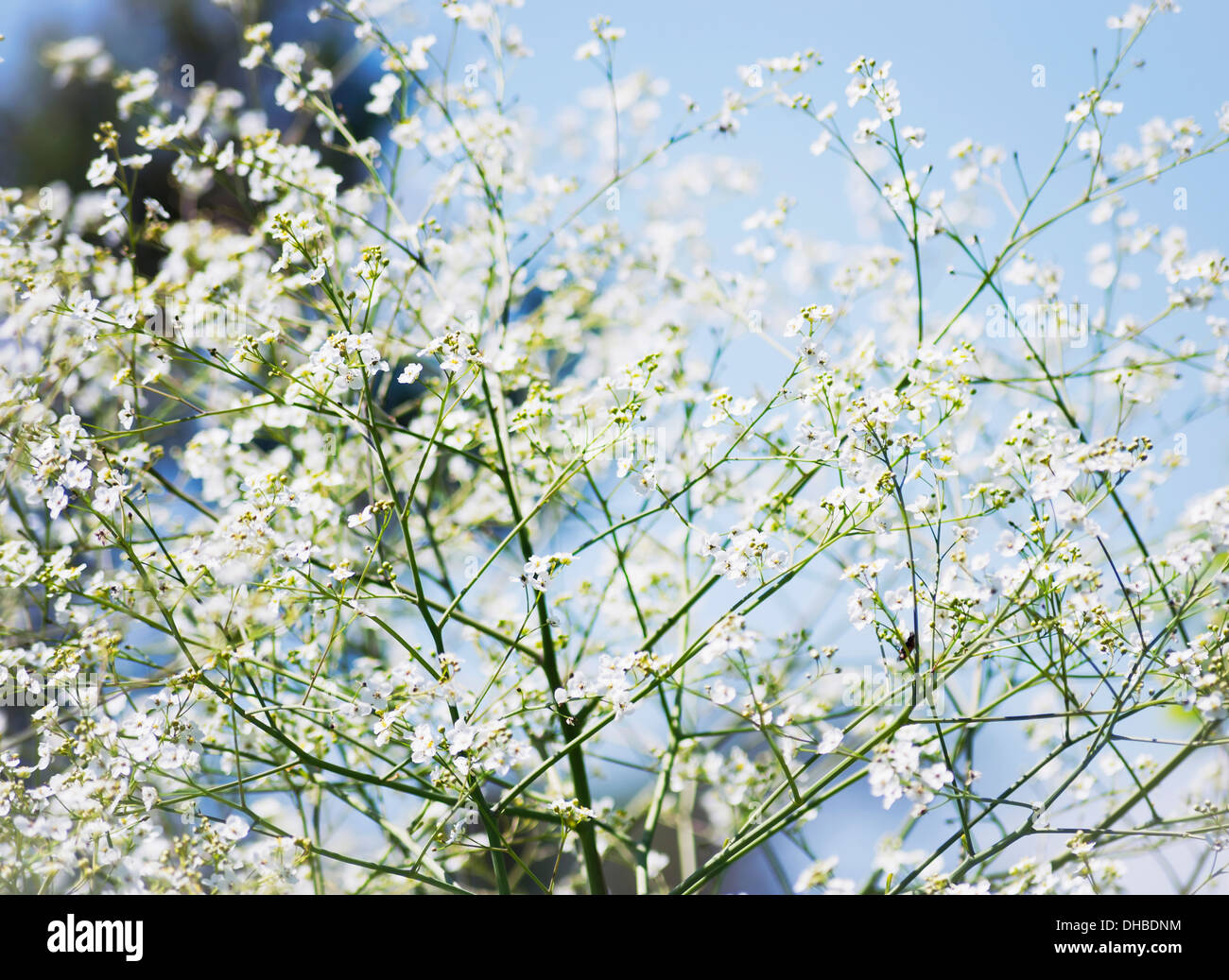Crambe cordifolia hi-res stock photography and images - Alamy