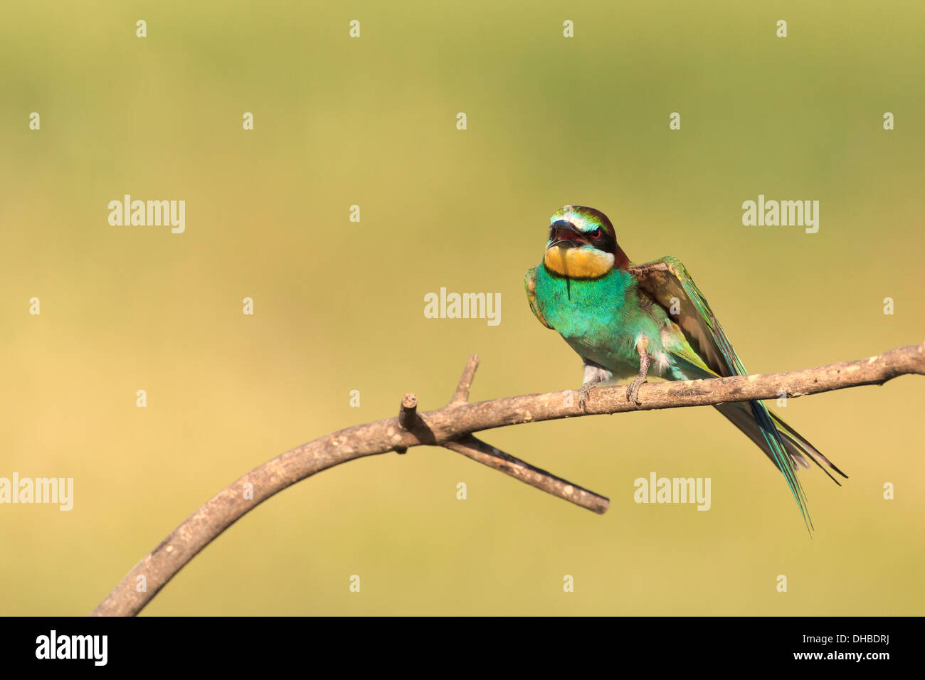 European Bee-eater (Merops apiaster) stretching its wing and calling ...