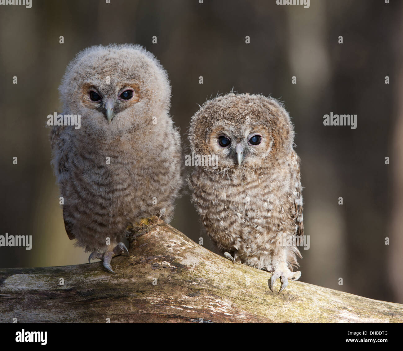 Two young Tawny Owl in a tree, Strix aluco, Germany, Europe Stock Photo ...