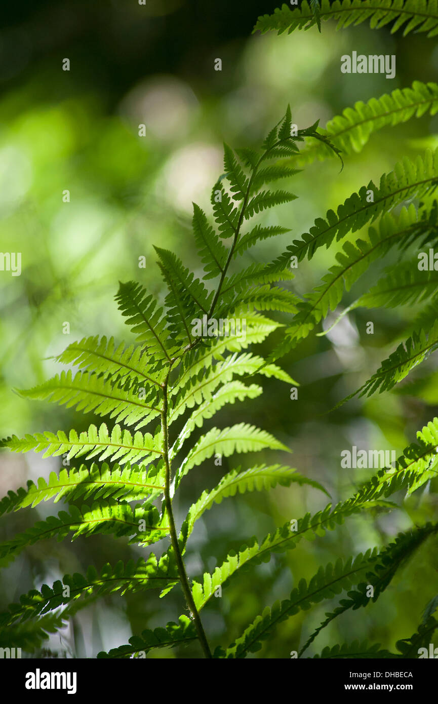 Male fern hi-res stock photography and images - Alamy