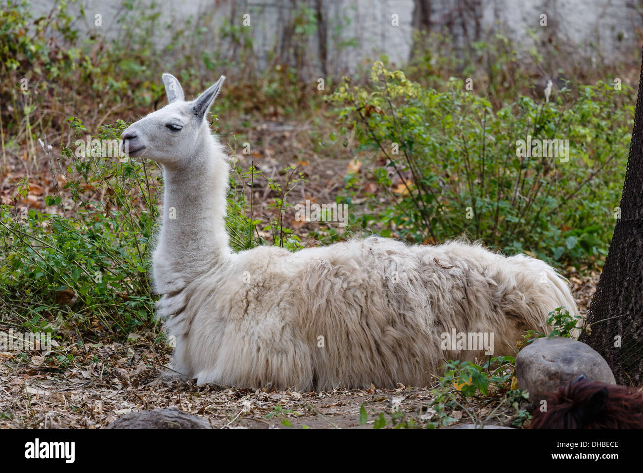 Llama lying in the zoo shelter Stock Photo - Alamy