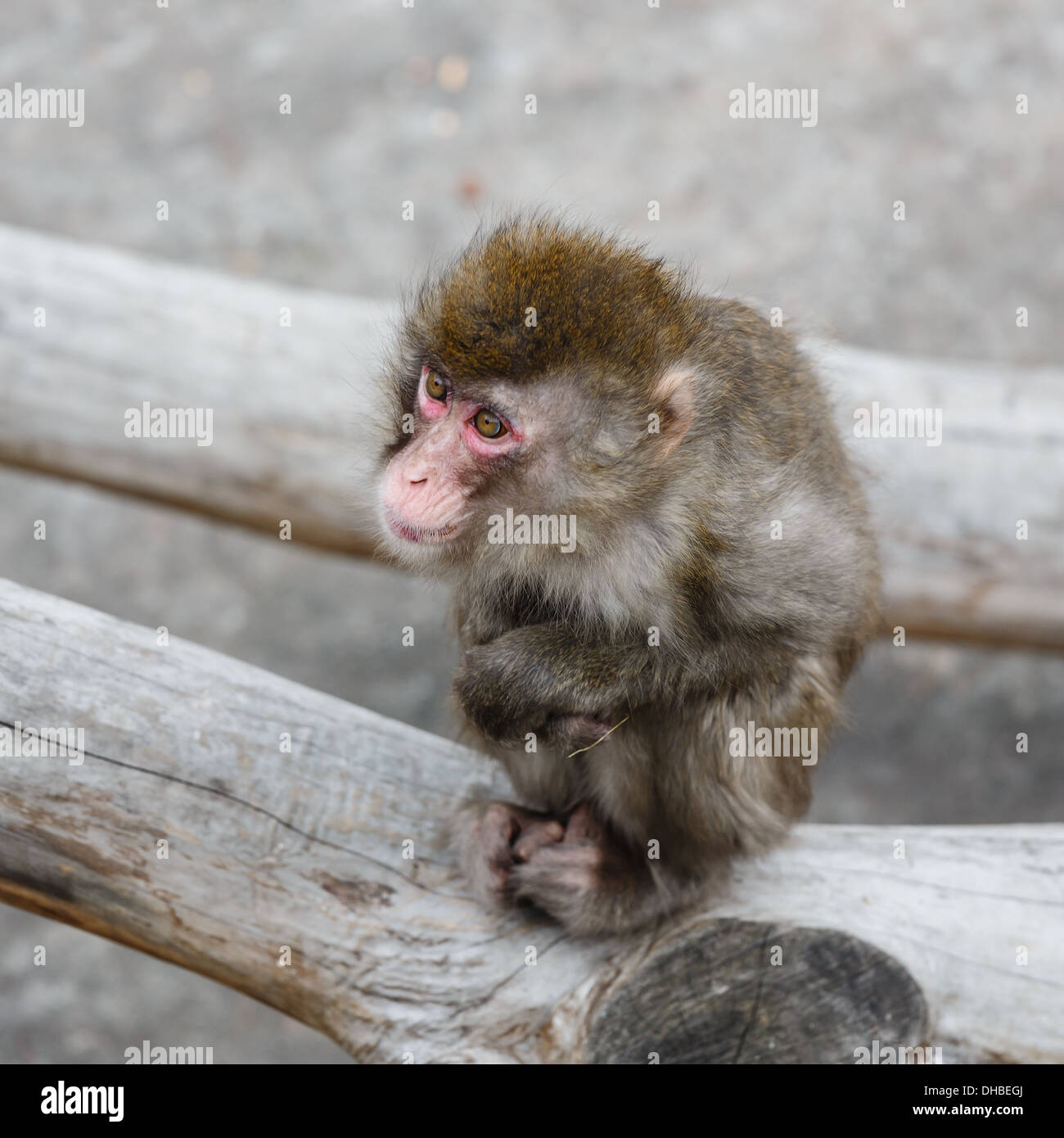 Sad Japanese macaque sitting on a log Stock Photo - Alamy