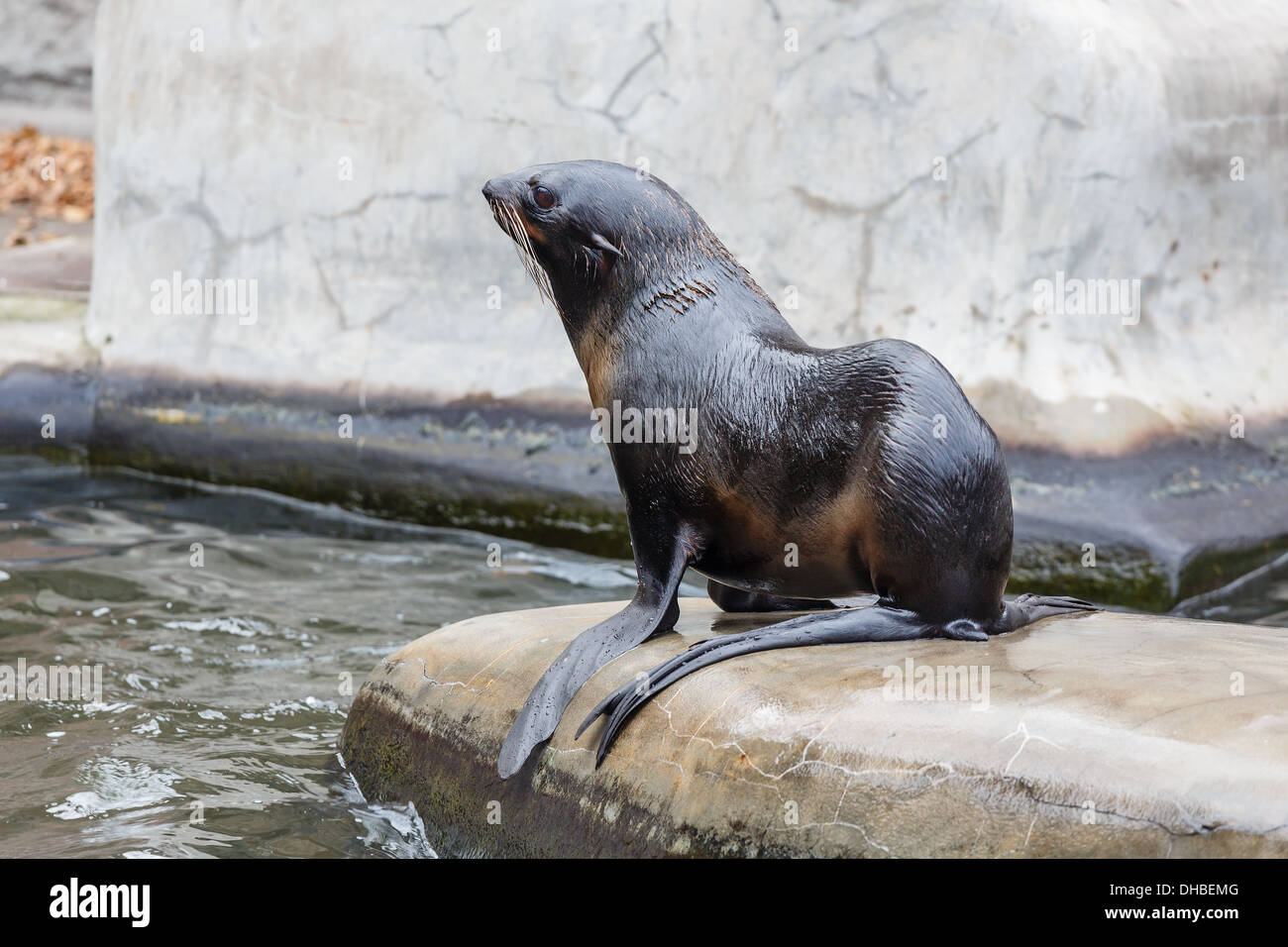 Seal stone hi-res stock photography and images - Alamy