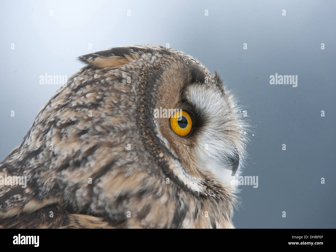 Profil side view hi-res stock photography and images - Alamy