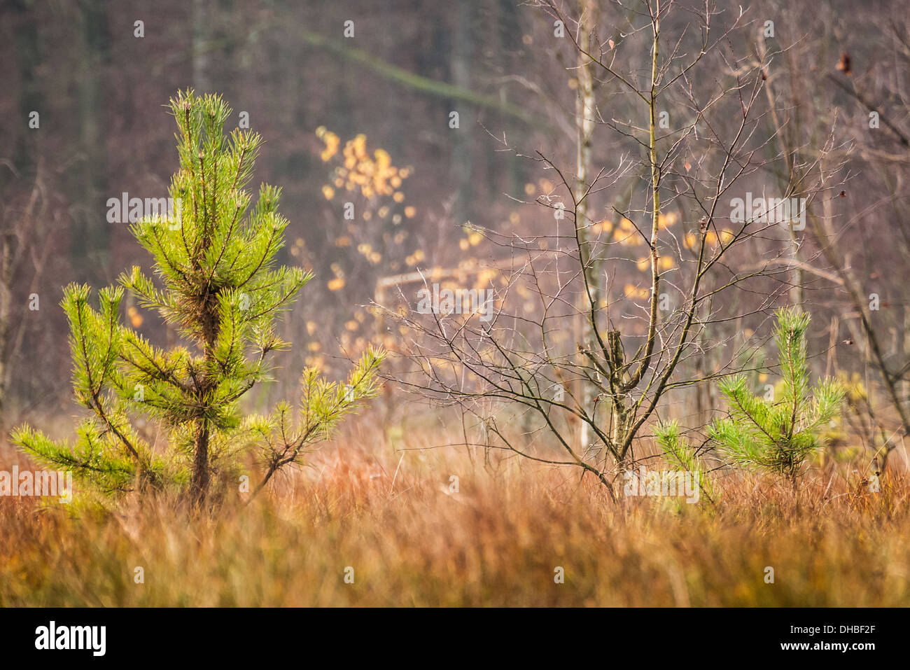 Swamp tree birch pine pinus wood forest hi-res stock photography and ...
