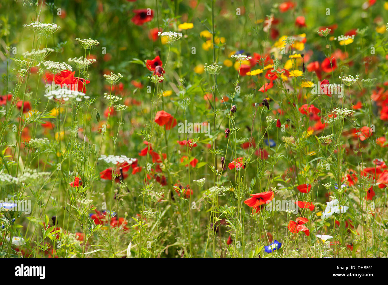Papaver rhoeas in bloom hi-res stock photography and images - Alamy