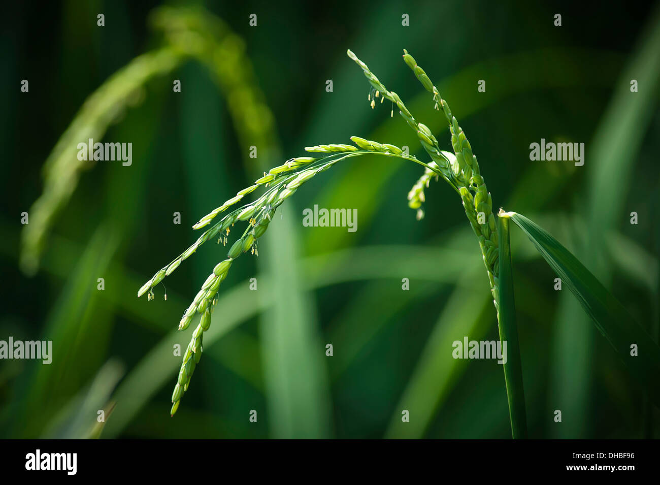 Close up rice flower hi-res stock photography and images - Alamy
