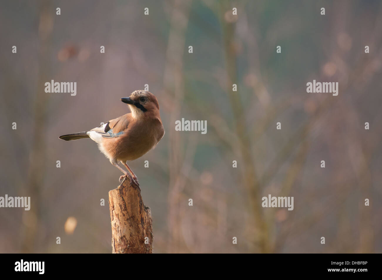 Common jay hi-res stock photography and images - Alamy