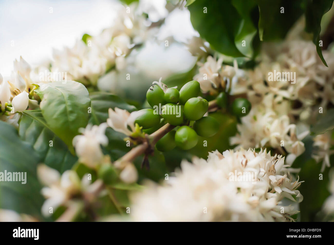 Arabica coffee plant flowers hi-res stock photography and images - Alamy