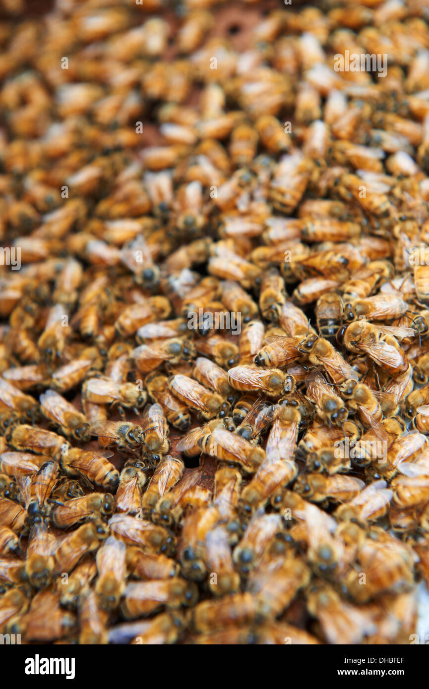Bees and insects hi-res stock photography and images - Alamy