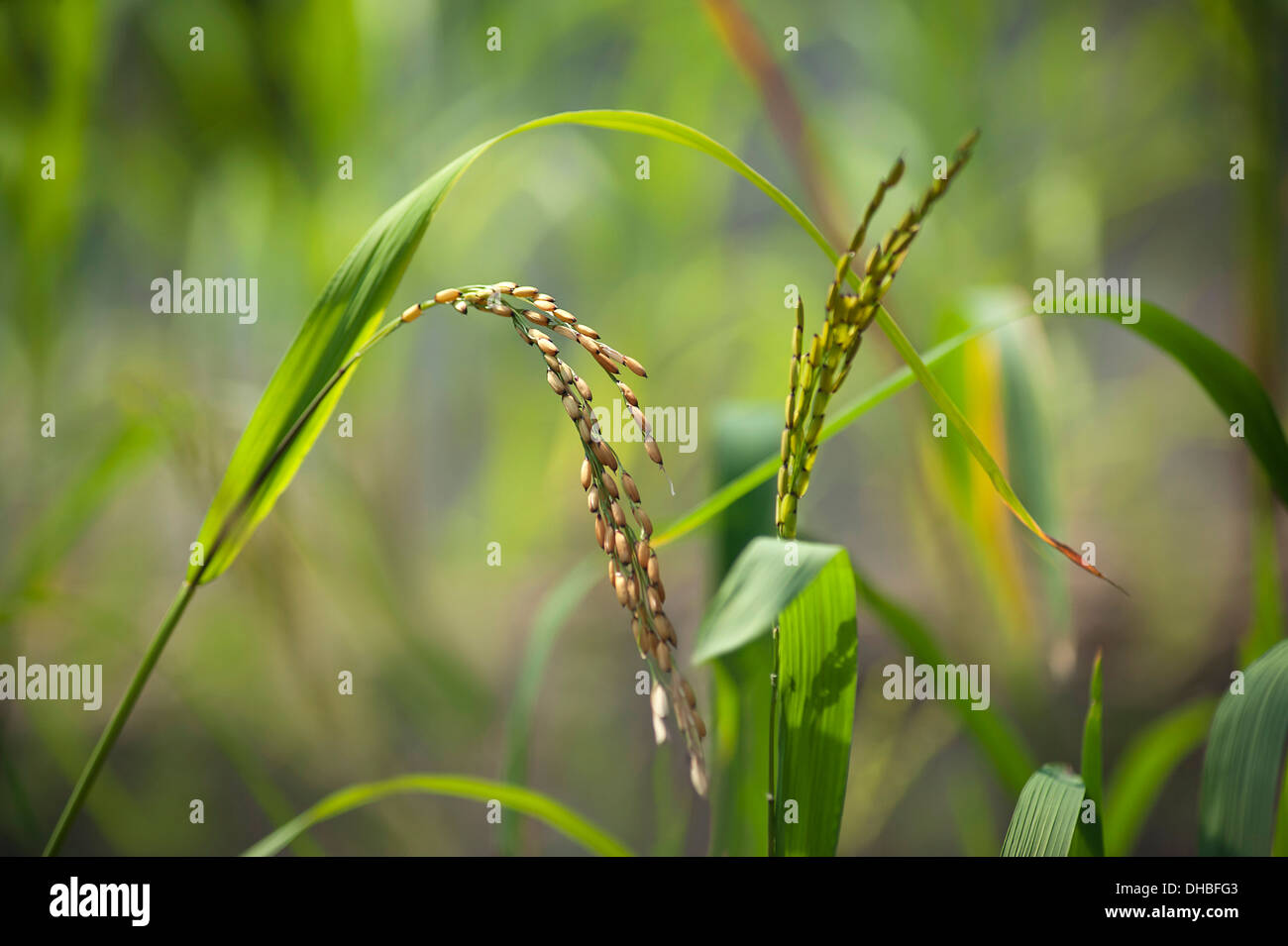 Rice, Oryza sativa close up Stock Photo - Alamy